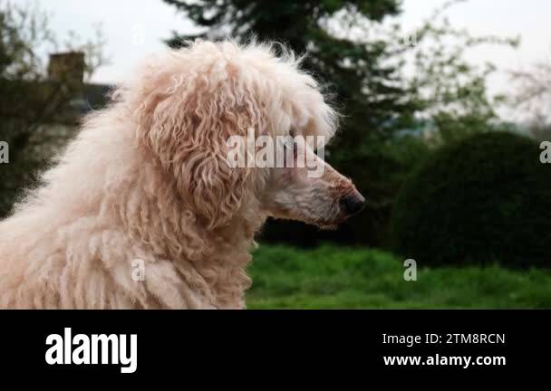 Poodle side Stock Videos & Footage - HD and 4K Video Clips - Alamy