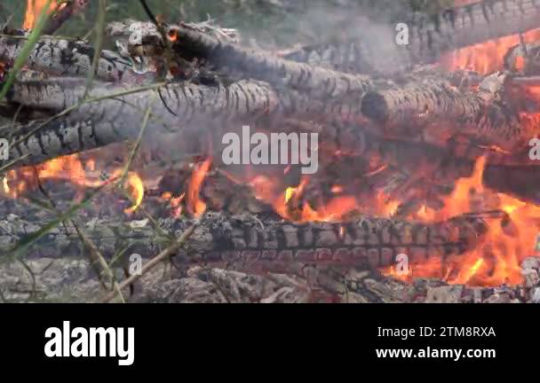 Char tree Stock Videos & Footage - HD and 4K Video Clips - Alamy