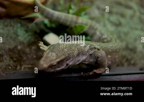 varanus exanthematicus Savannah monitor lizards are robustly built ...