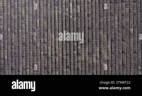 Pistachios and Almonds field in California, United States. Pistachio ...