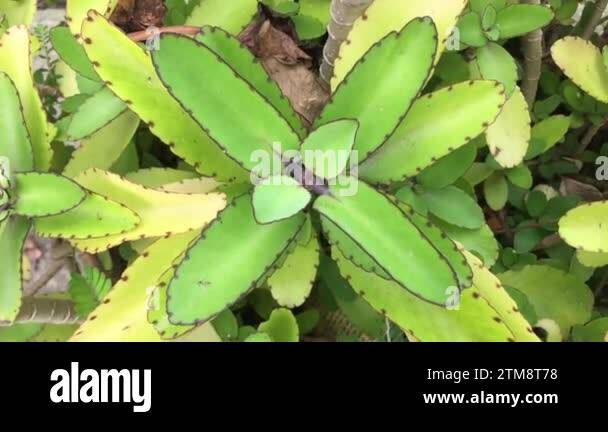 Madagascar native plant Stock Videos & Footage - HD and 4K Video Clips ...