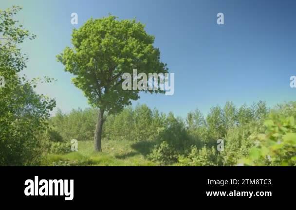 Oak tree in windy weather Stock Videos & Footage - HD and 4K Video ...