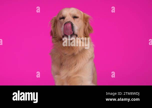 beautiful Labrador retriever dog sitting, looking forward, sticking out ...