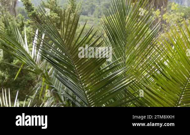 Jubaea chilensis spectabilis chilean Stock Videos & Footage - HD and 4K ...