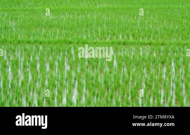 Rice growth stage Stock Videos & Footage - HD and 4K Video Clips - Alamy