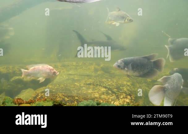 Diving with tank Stock Videos & Footage - HD and 4K Video Clips - Alamy
