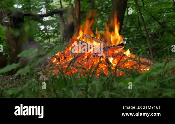 People Walk Around Fire and White Coals Bonfire Burning Among Green ...