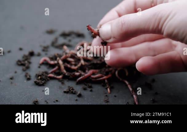 Close up Female Hands Hold Red Earthworms Crawling on Wet Black Soil ...