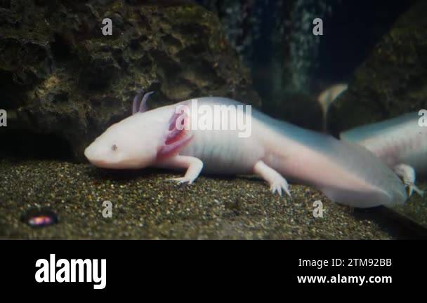 Axolotl mexican salamander mexican walking Stock Videos & Footage - HD ...