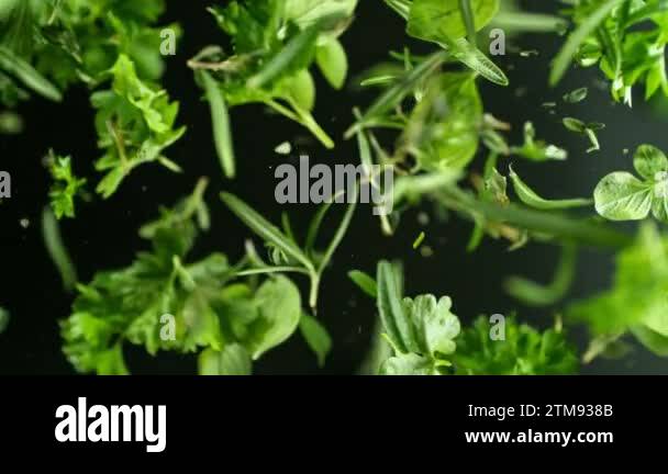 Super slow motion of rotating fresh herbs on black background. Ultimate ...
