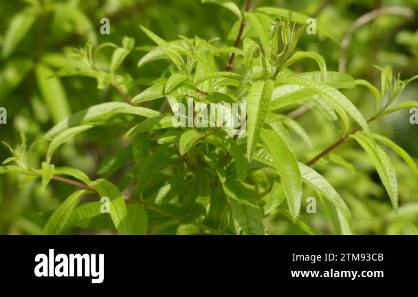 Triphylla Stock Videos & Footage - HD and 4K Video Clips - Alamy