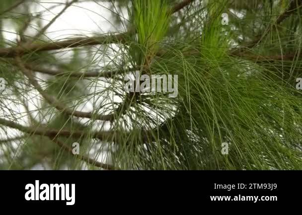 Pinus canariensis, the Canary Island pine, is a species of gymnosperm ...