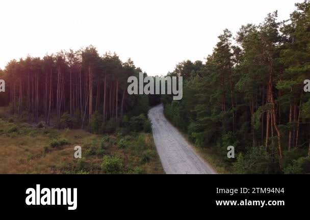 Walking through the pinewood forest in spring time. Move camera of sun ...