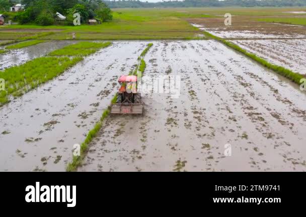 Paddy field with water, top view. Agriculture in the Philippines ...