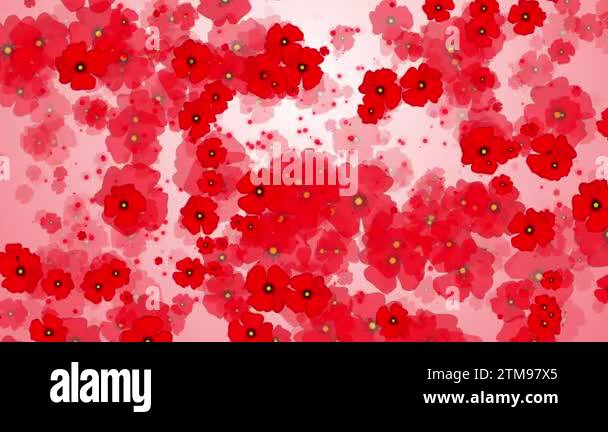 Red poppy flowers on white background. Abstract looped motion graphics. Rotating flora animation ...