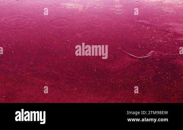 Reinforced pink magenta color. Ecology concept, acid rainfall ...