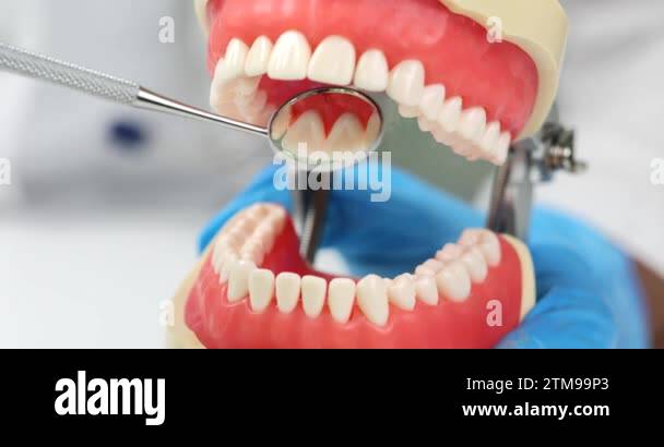 Dental mirror and anatomical model of the jaw, close-up. Restoration ...