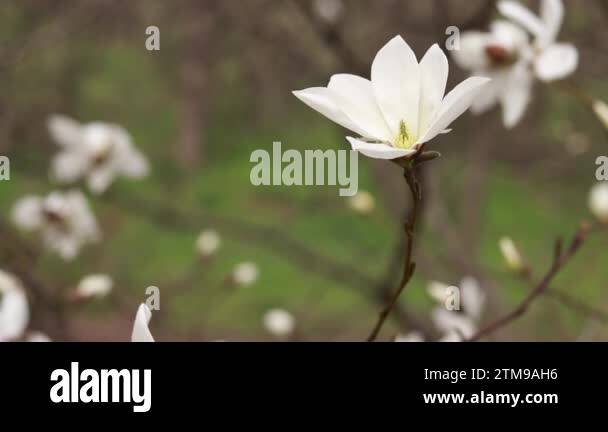 White magnolia flowers in the wind. Blooming tree in spring in the park ...