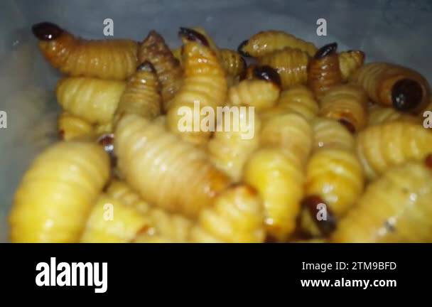 Palm tree borers Stock Videos & Footage - HD and 4K Video Clips - Alamy