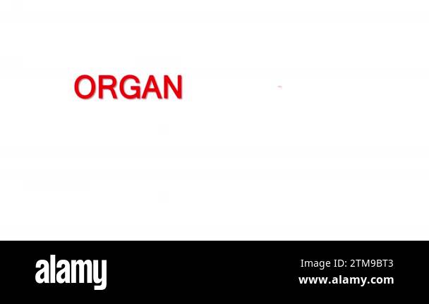 Hands holding human organs. World Organ Donation Day. Concept of organ ...