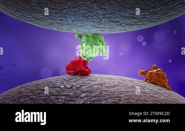 Membrane cell protein Stock Videos & Footage - HD and 4K Video Clips ...