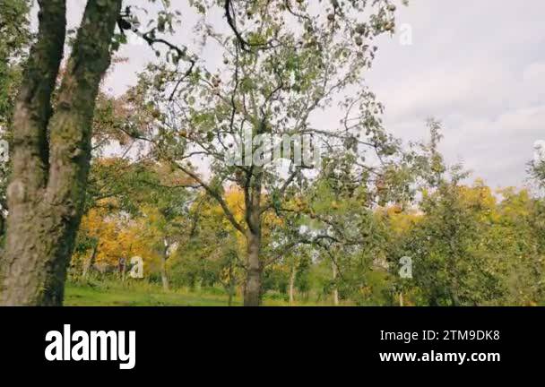 Pyrus pyrifolia garden Stock Videos & Footage - HD and 4K Video Clips ...