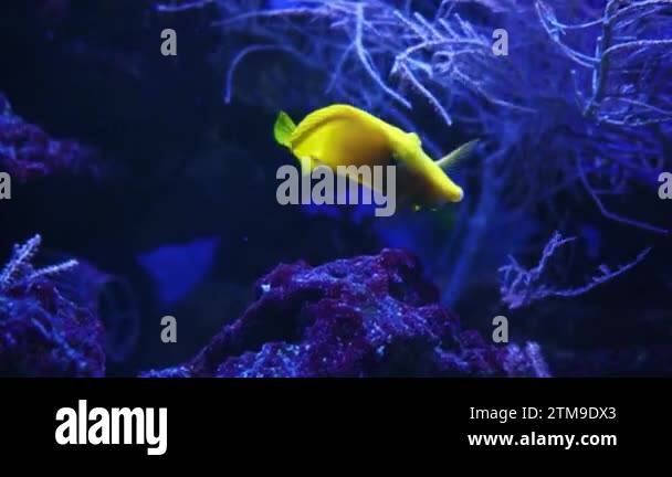 Beautiful exotic yellow fish on the background of corals underwater in ...