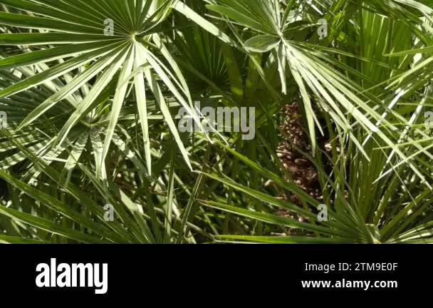Chamaerops is a genus of flowering plants in the palm family Arecaceae. Only currently fully ...