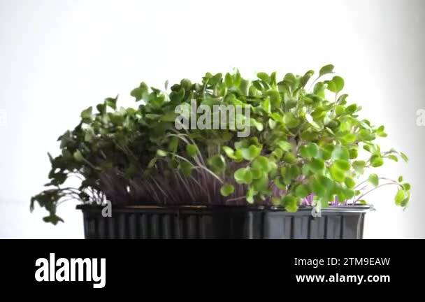 Rotation Of Kohlrabi Microgreens In A Plastic Rectangular Container ...