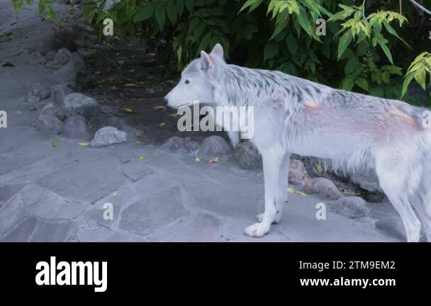 Wolf as human Stock Videos & Footage - HD and 4K Video Clips - Alamy