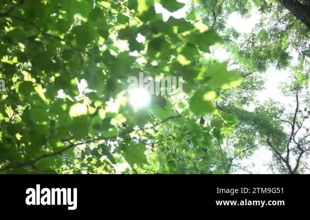 Tree flare Stock Videos & Footage - HD and 4K Video Clips - Alamy