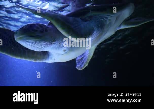 Sea turtle underwater swims slowly with sun rays and ocean rays blue ...
