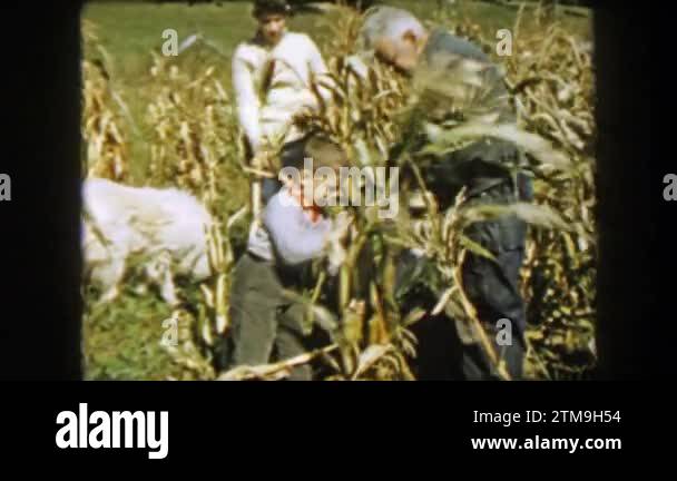 Family pick corn Stock Videos & Footage - HD and 4K Video Clips - Alamy