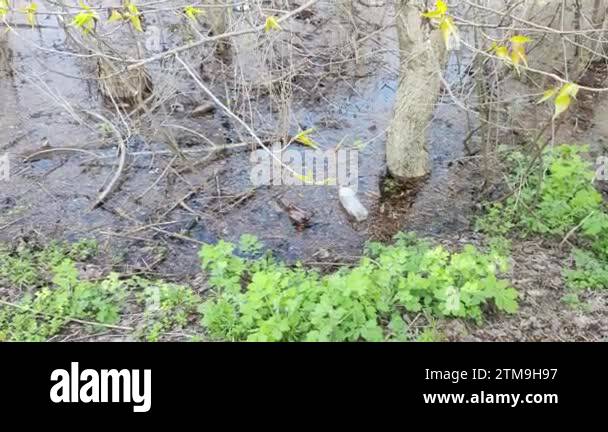 ecological problems. polluted water. flood. Ukraine. ecological ...
