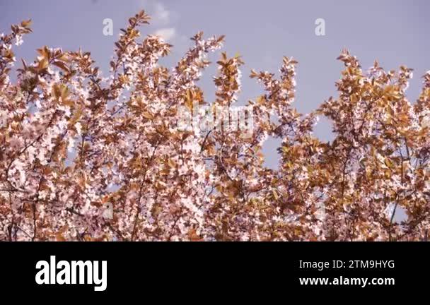 Cherry branch with flowers in spring bloom. A beautiful Japanese tree ...