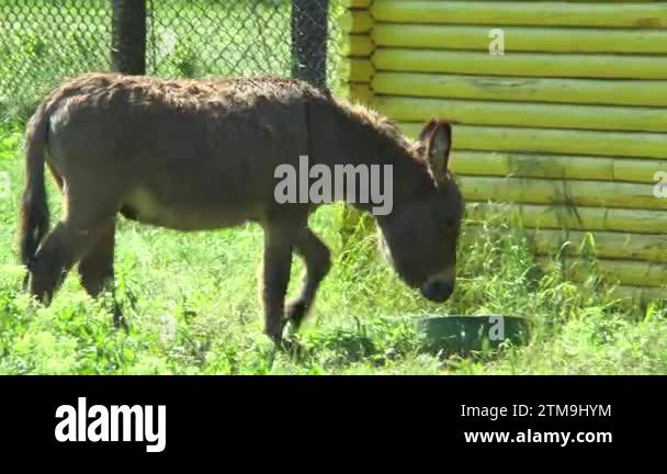 Donkey feeder Stock Videos & Footage - HD and 4K Video Clips - Alamy