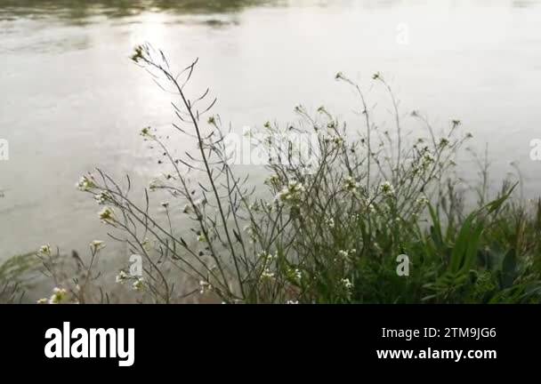 River bank plant Stock Videos & Footage - HD and 4K Video Clips - Alamy