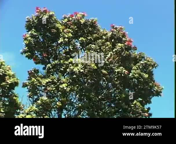 Bloom tree Stock Videos & Footage - HD and 4K Video Clips - Alamy