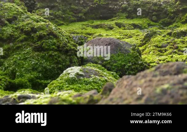 Detail of stunning rocks covered by green algae looks like miniature ...