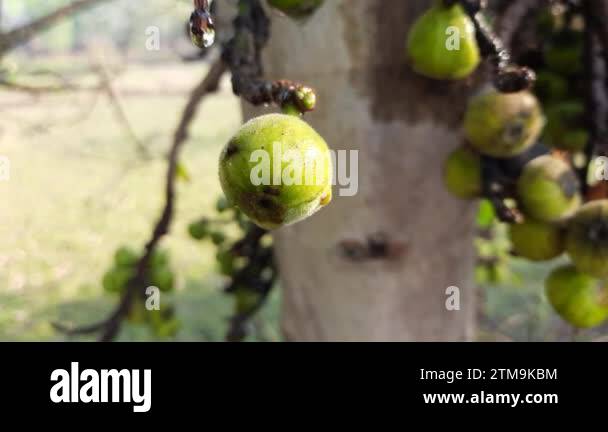 Ficus racemosa fruits. Its other names cluster fig,red river fig ...