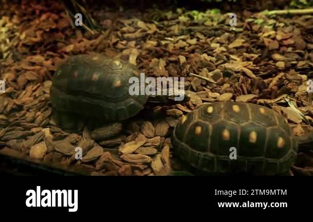 Two turtles crawl behind glass. Tropicarium-Oceanarium Budapest. The ...