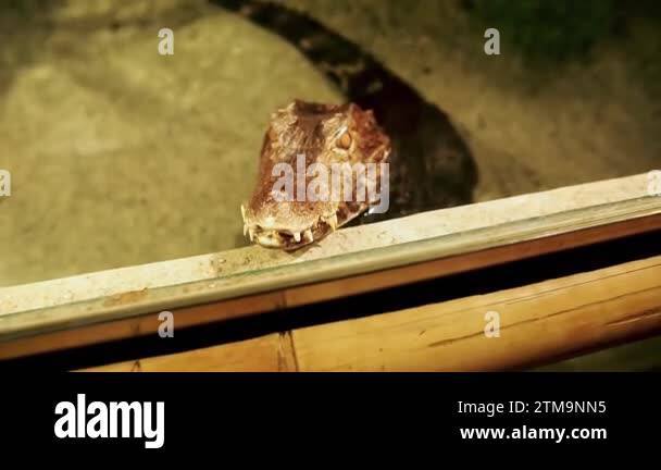 The crocodile looks at the camera from the enclosure. Tropicarium ...
