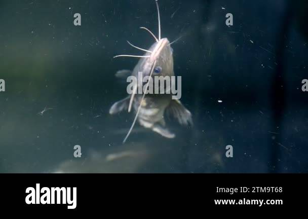 Bad water for fish Stock Videos & Footage - HD and 4K Video Clips - Alamy