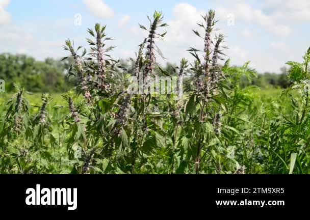 Lamiaceae lamiaceae plant Stock Videos & Footage - HD and 4K Video ...