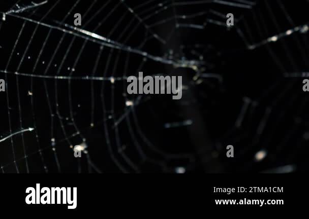 Man scream spider Stock Videos & Footage - HD and 4K Video Clips - Alamy