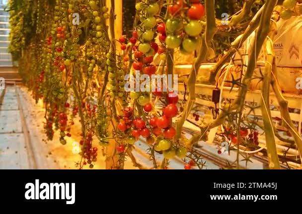 Iceland vegetable production Stock Videos & Footage - HD and 4K Video ...