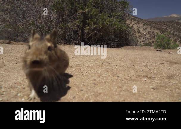 slow motion of cute little Degus, Octodon, rodents native to South ...