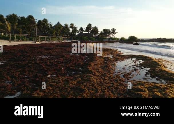 Sargassum Seaweed Crisis with Beaches in Mexico Battling Gulfweed ...