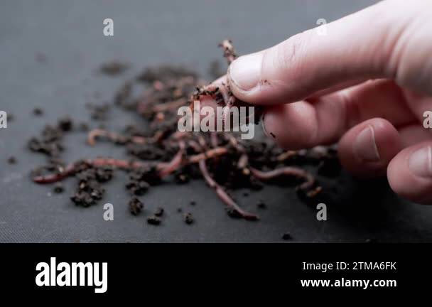 Close up Female Hands Hold Red Earthworms Crawling on Wet Black Soil ...