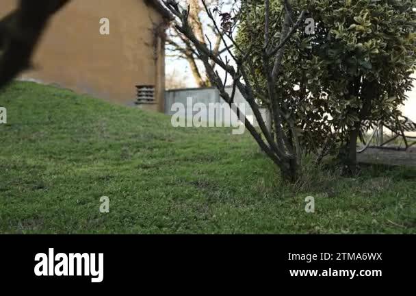 This video showcases the wild and natural beauty of a messy and unkempt ...